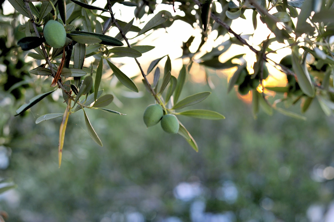 The 1st World Championship in Olive Picking! – Epic Tours